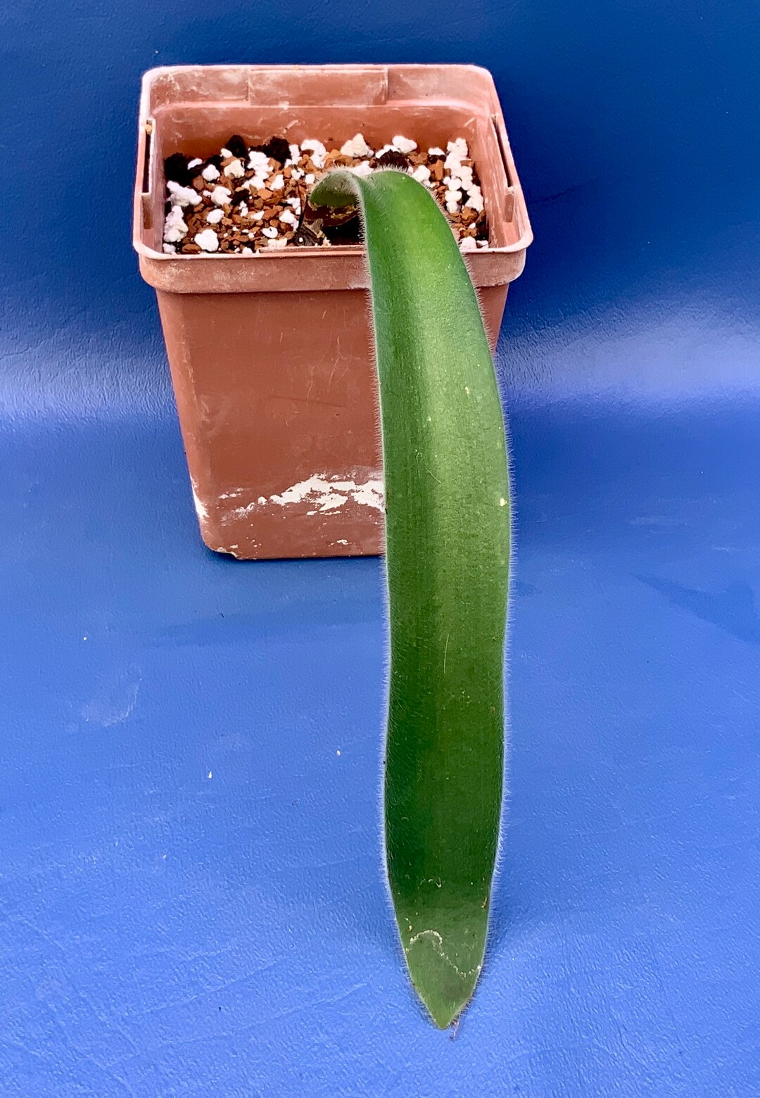 Haemanthus Pauculifolius Shown in a 4 Pot, G1278 - Etsy