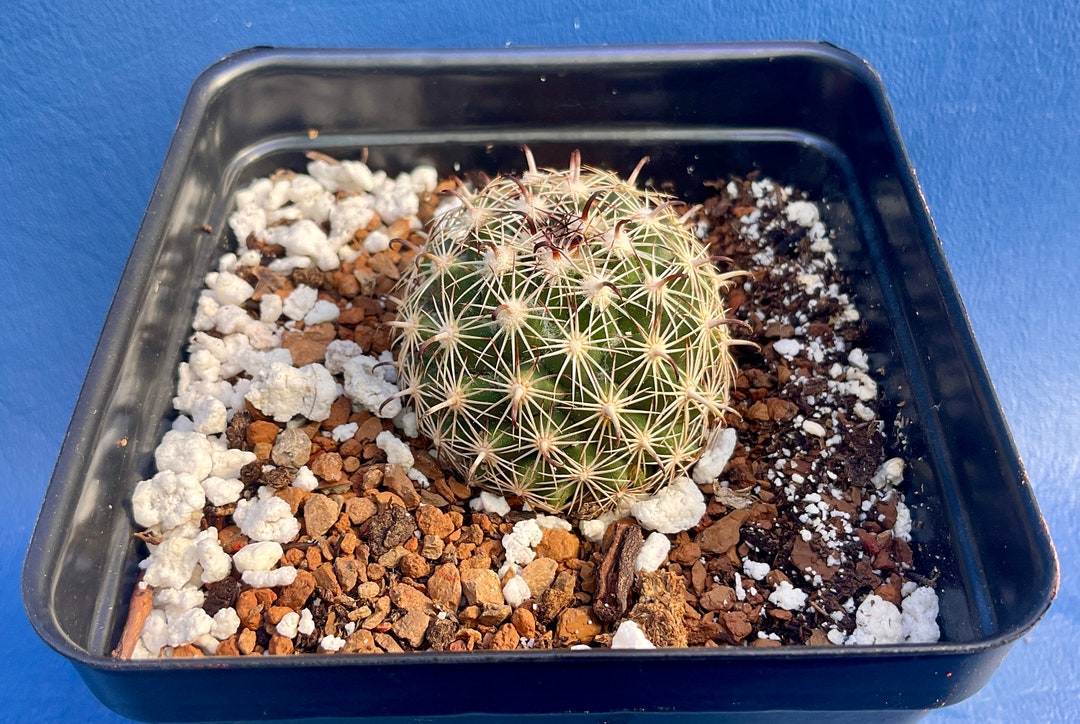 Coryphantha Hintoniorum Ssp. Geoffreyi Shown in a 4 Pot, G1243 - Etsy
