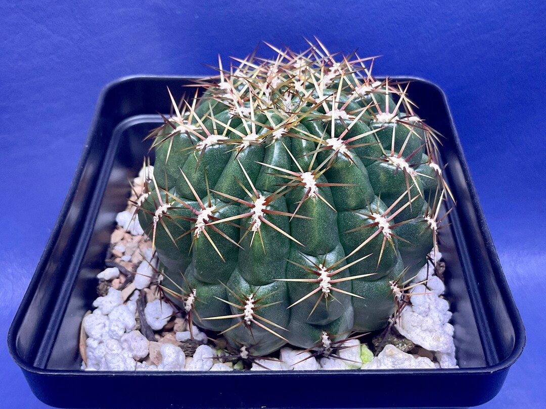 Oroya Peruviana RH4946 Shown in a 4 Pot 3159 - Etsy