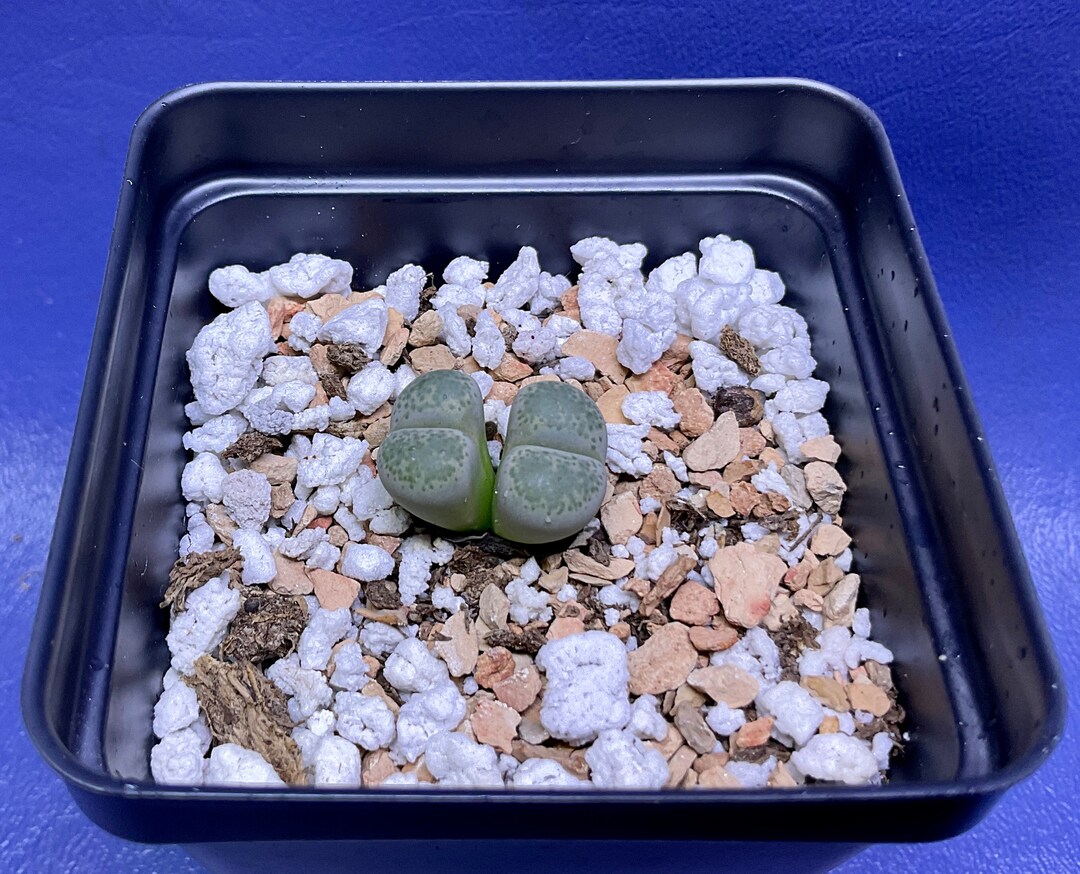 Lithops C321 Shown in a 2 Pot Living Stones 1337 - Etsy