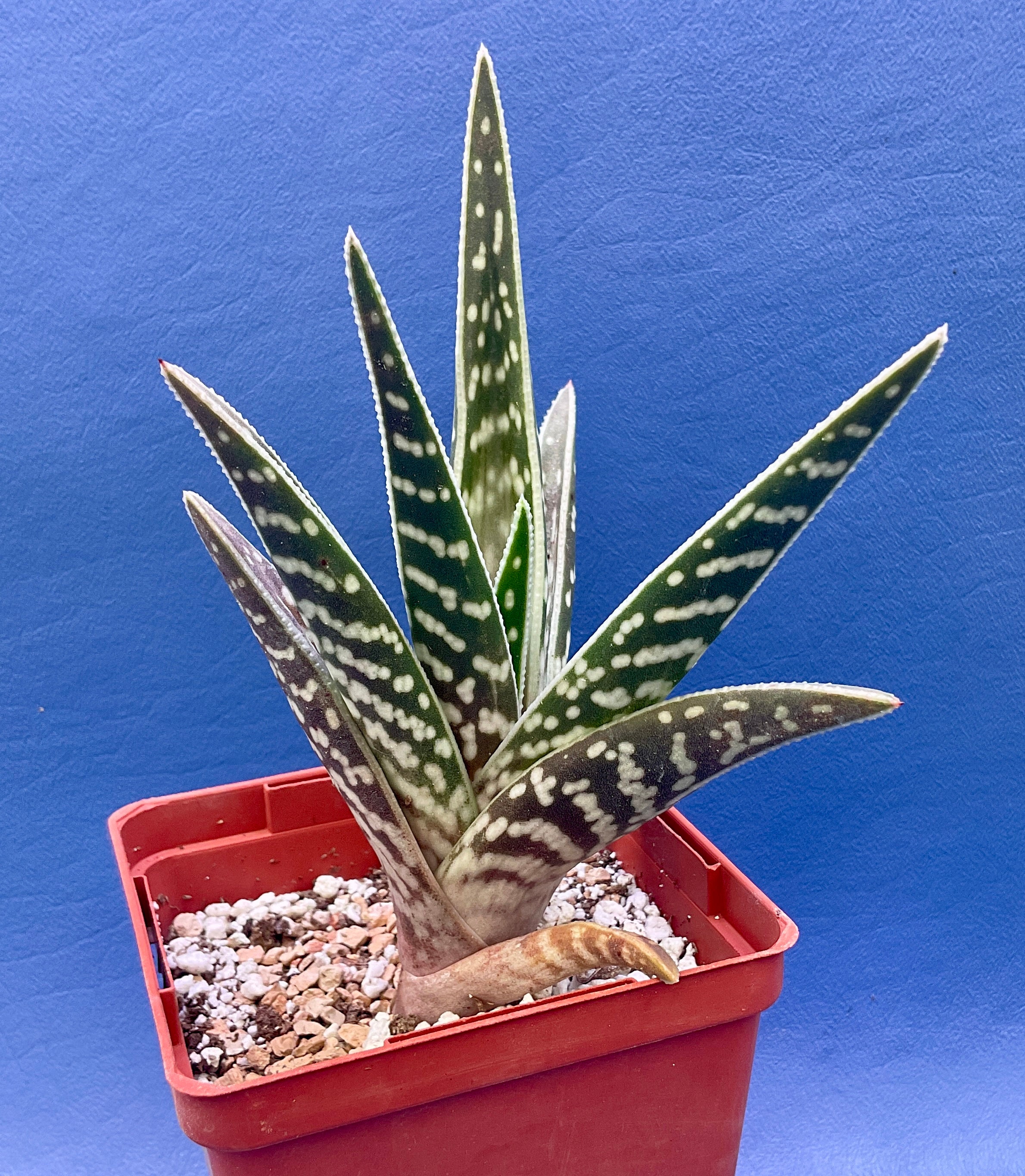 Aloe Variegata Shown in a 4 Inch Pot, G1607 - Etsy