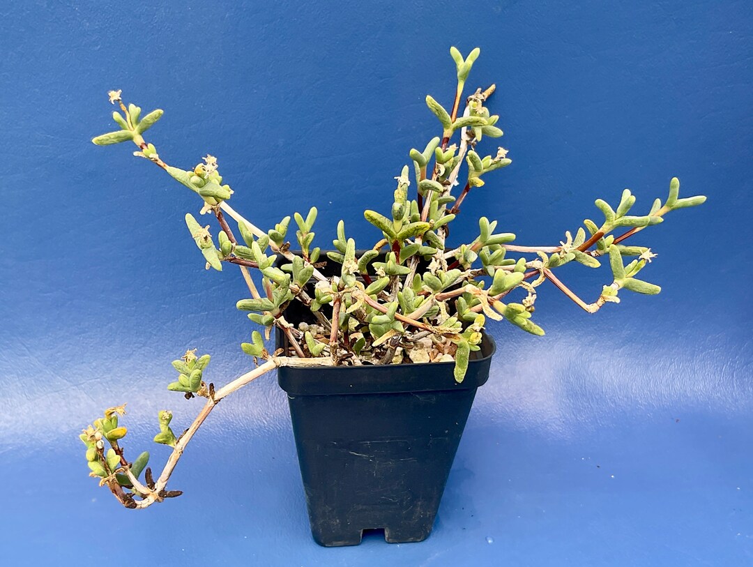 Antimima Excedens EVJ14061 Shown in a 2 Inch Pot, Mesemb, G1023 - Etsy