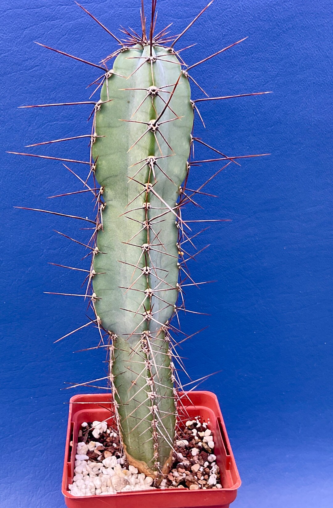 Cereus Forbesii Shown in a 4 Pot, 9 Tall, G1826 - Etsy