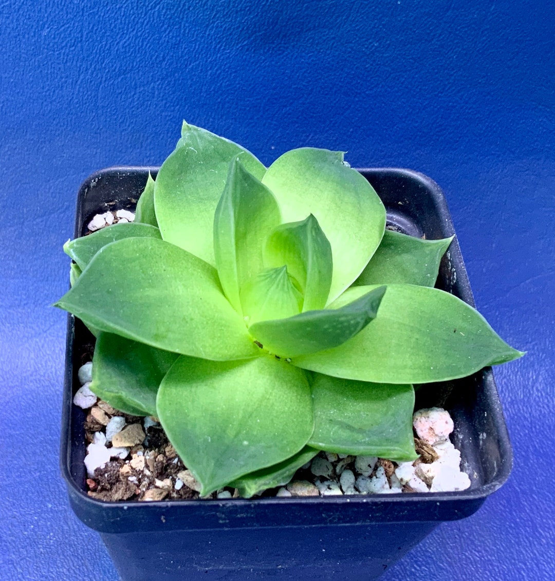 Haworthia Cymbiformis Var. Setulifera Shown in a 2 Pot, 3152 - Etsy