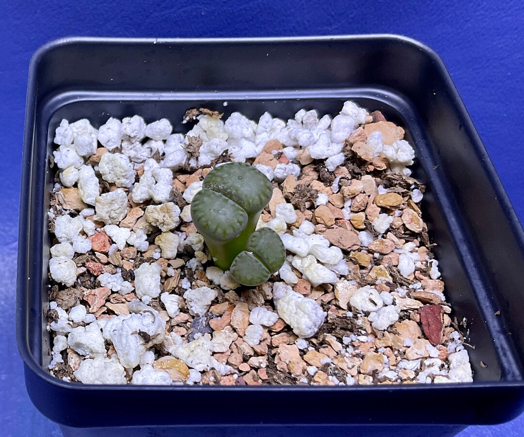 Lithops Hallii Var. Hallii salicola Reticulata C87 Shown in a 2 Pot ...