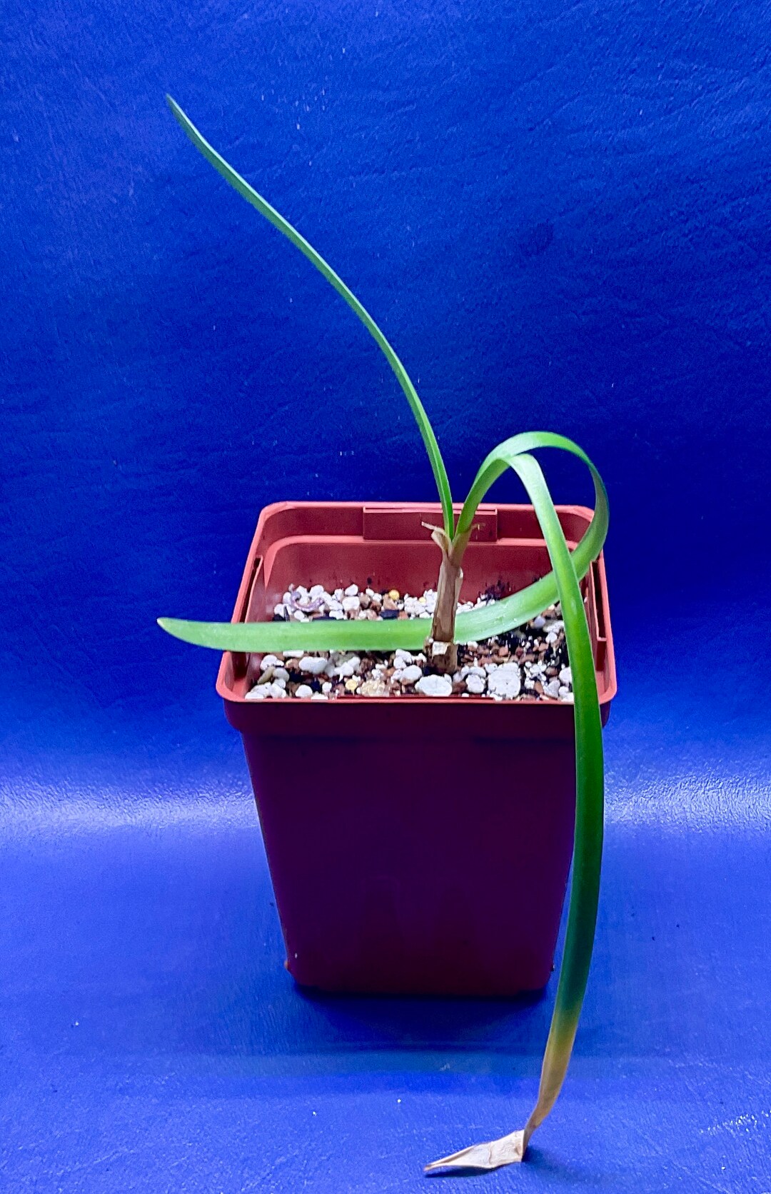 Nerine Humilis Shown in a 4 Pot, 3102 - Etsy