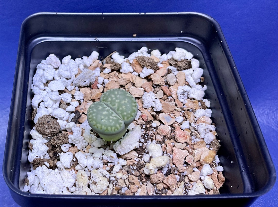 Lithops Salicola C34 Shown in a 2 Pot Living Stones 1562 - Etsy