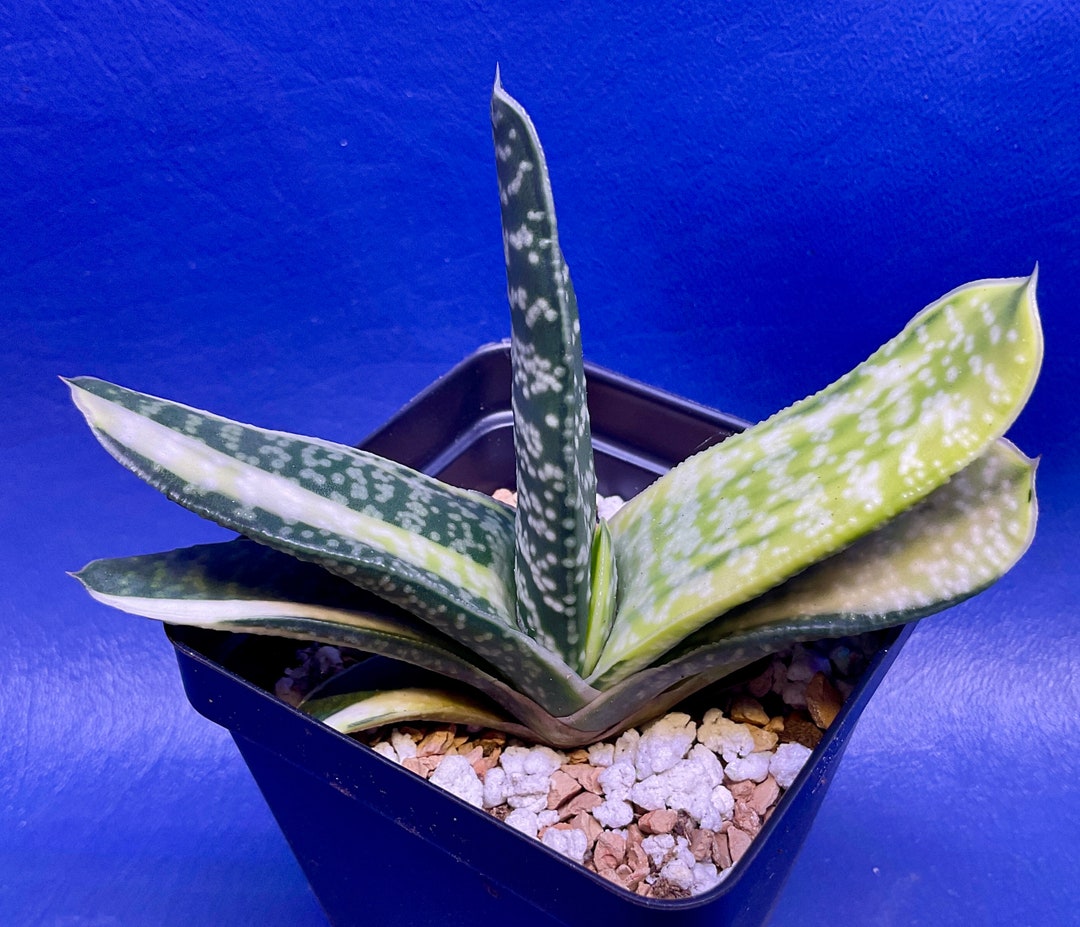 Gasteria Disticha Variegata Shown in a 2 Pot, G1122 - Etsy