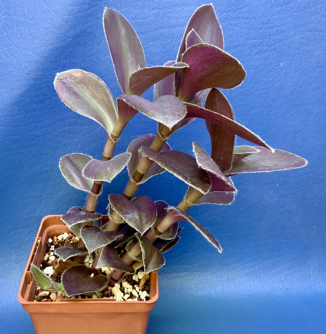 Tradescantia Pallida pale Puma Shown in a 4 Pot, 3030 - Etsy