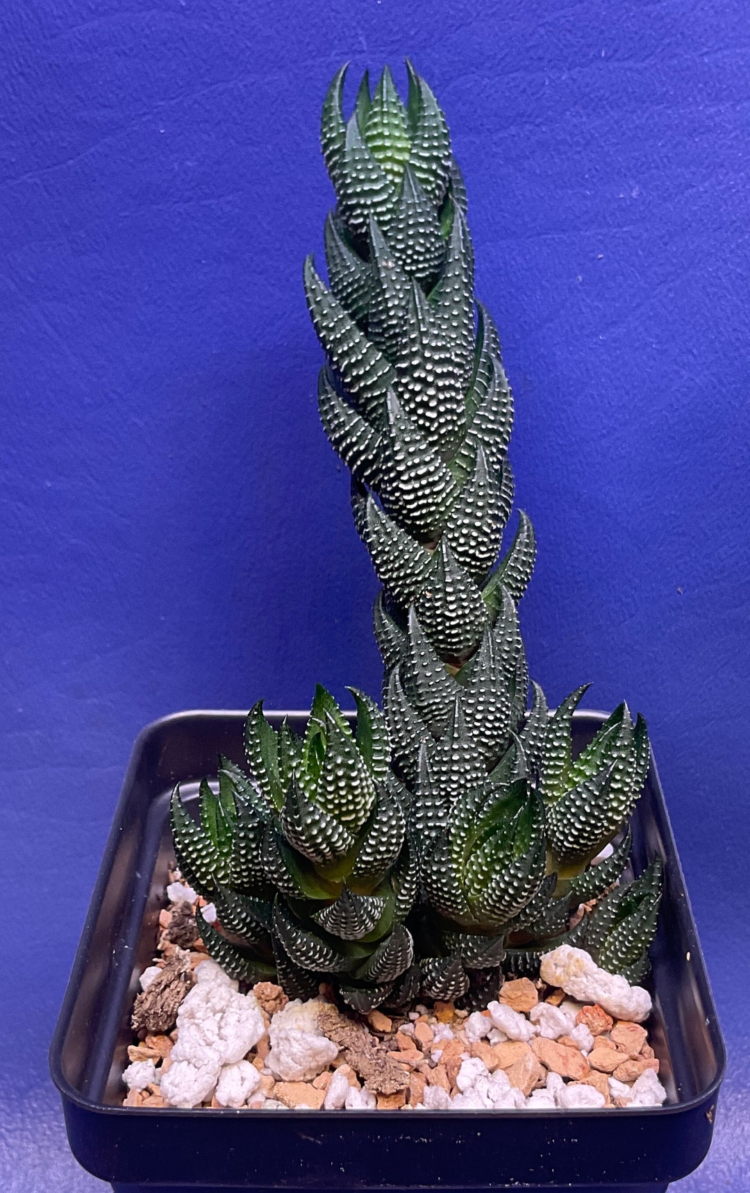 Haworthia Coarctata Var. Tenuis Shown in a 2 Pot, 3419 - Etsy