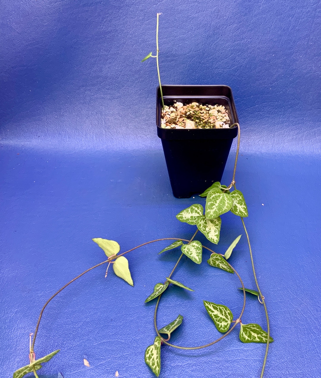 Ceropegia Woodii String of Spades, Shown in a 2 Pot, G1068 - Etsy