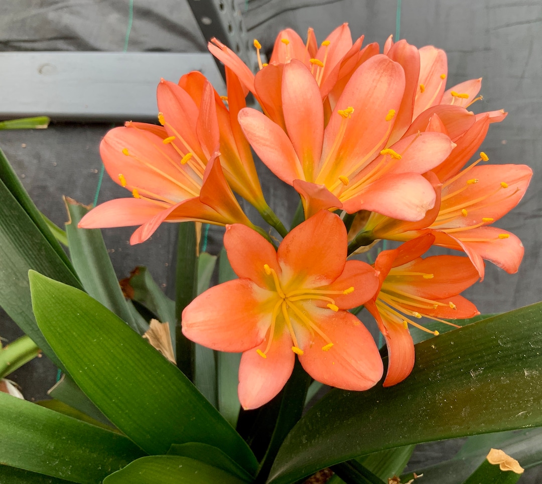 Clivia Miniata Shown in a 5 Pot, Orange Flowers G1169 - Etsy