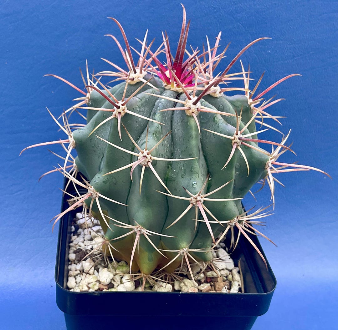 Ferocactus Emoryi Ssp. Rectispinus Shown in a 4 Pot, G1722 - Etsy