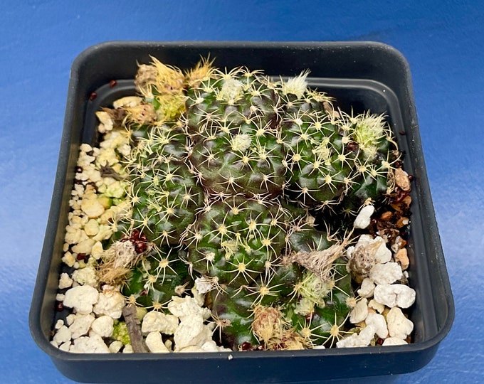 Frailea Grahliana Shown in a 2 Pot, 3218 - Etsy