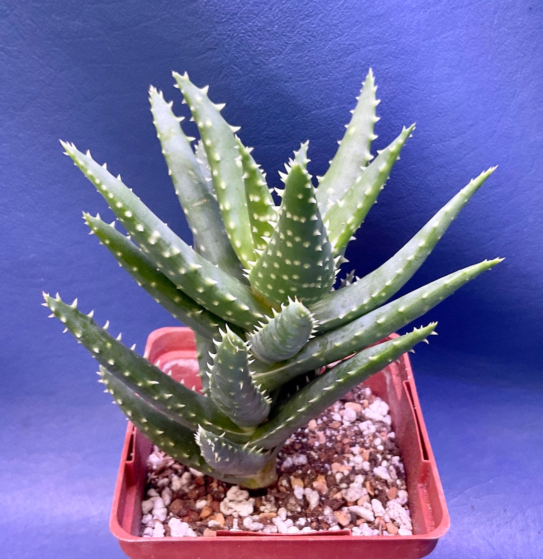 Aloe crosbys Prolific Shown in a 4 Inch Pot, 3241 - Etsy