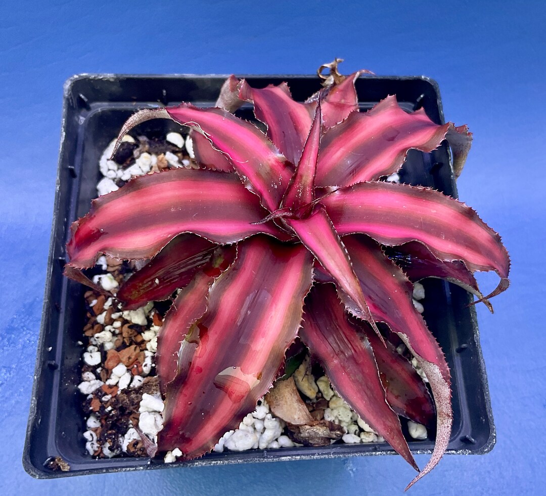Cryptanthus Red Shown in a 4 Inch Pot, G1258 - Etsy