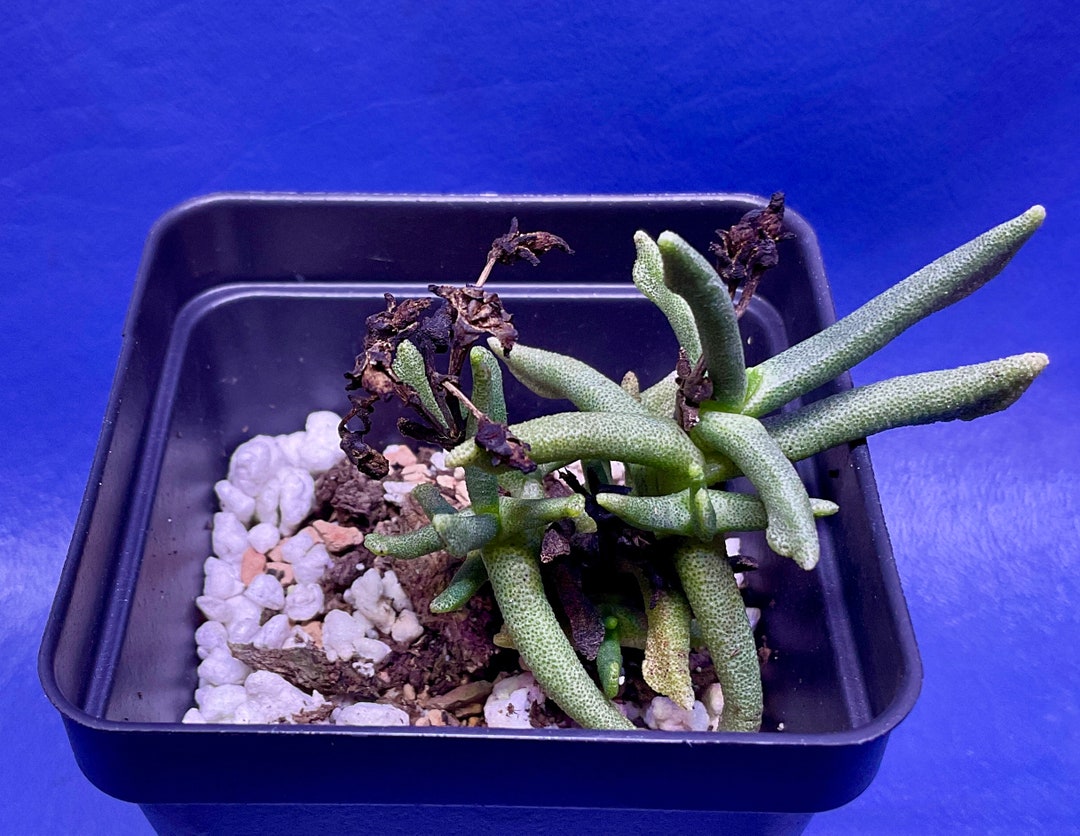 Rhombophyllum Nelii Shown in a 2 Pot, Mesemb, G1025 - Etsy