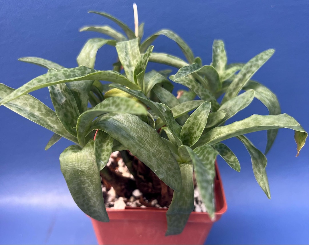 Ledebouria Socialis Var. Paucifolia Shown in a 4 Inch Pot, #1228 - Etsy