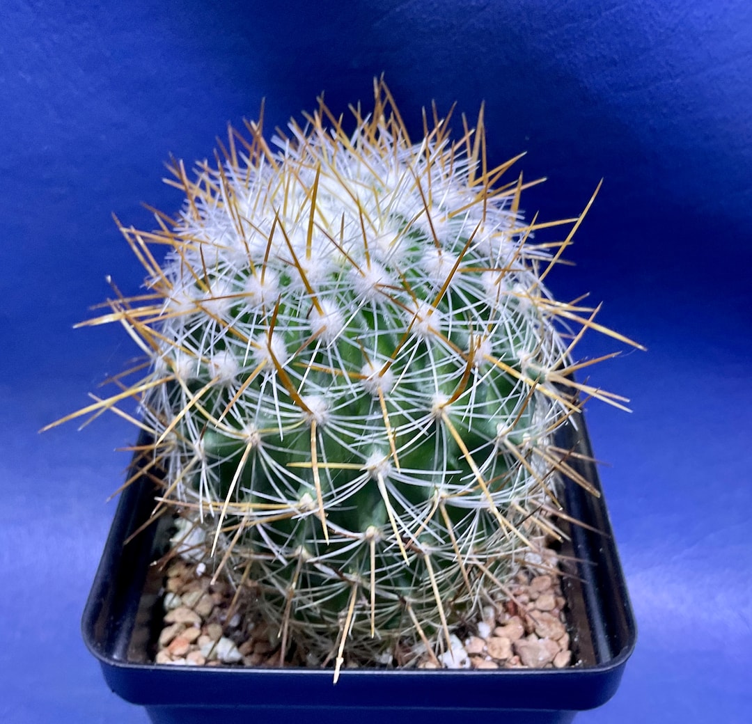 Stenocactus Vaupelianus Shown in a 4 Pot Large Plant 3275 - Etsy