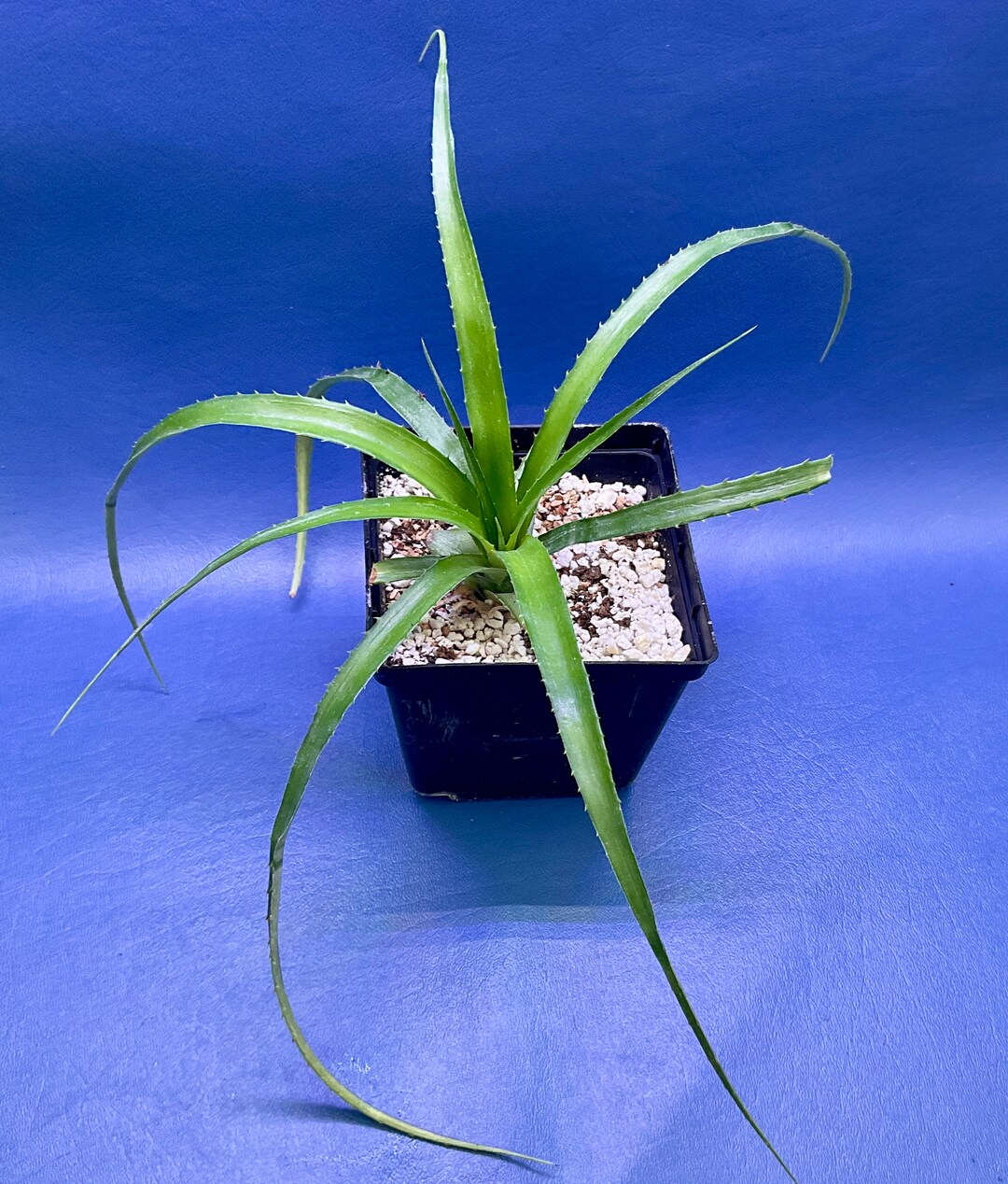 Ananas Mini Pineapple Shown in a 4 Inch Pot, G1674 - Etsy