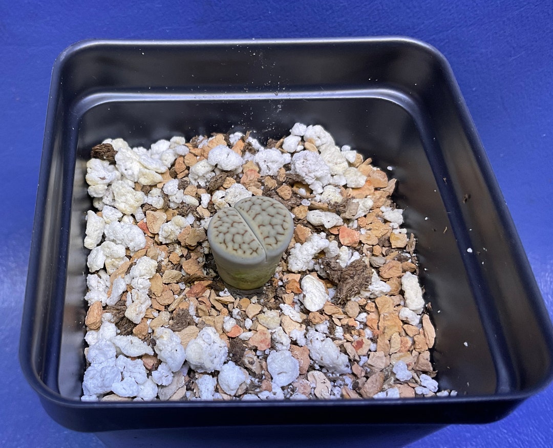 Lithops Schwantesii Subsp. Schwantesii Var. Urikosensis christinae C107 ...