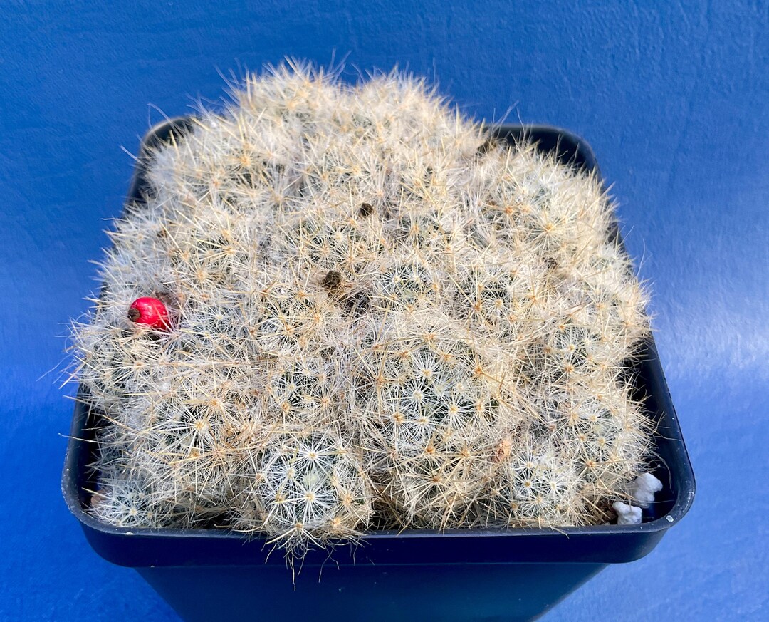 Mammillaria Prolifera Ssp. Haitiensis Shown in a 4 Pot, G1427 - Etsy
