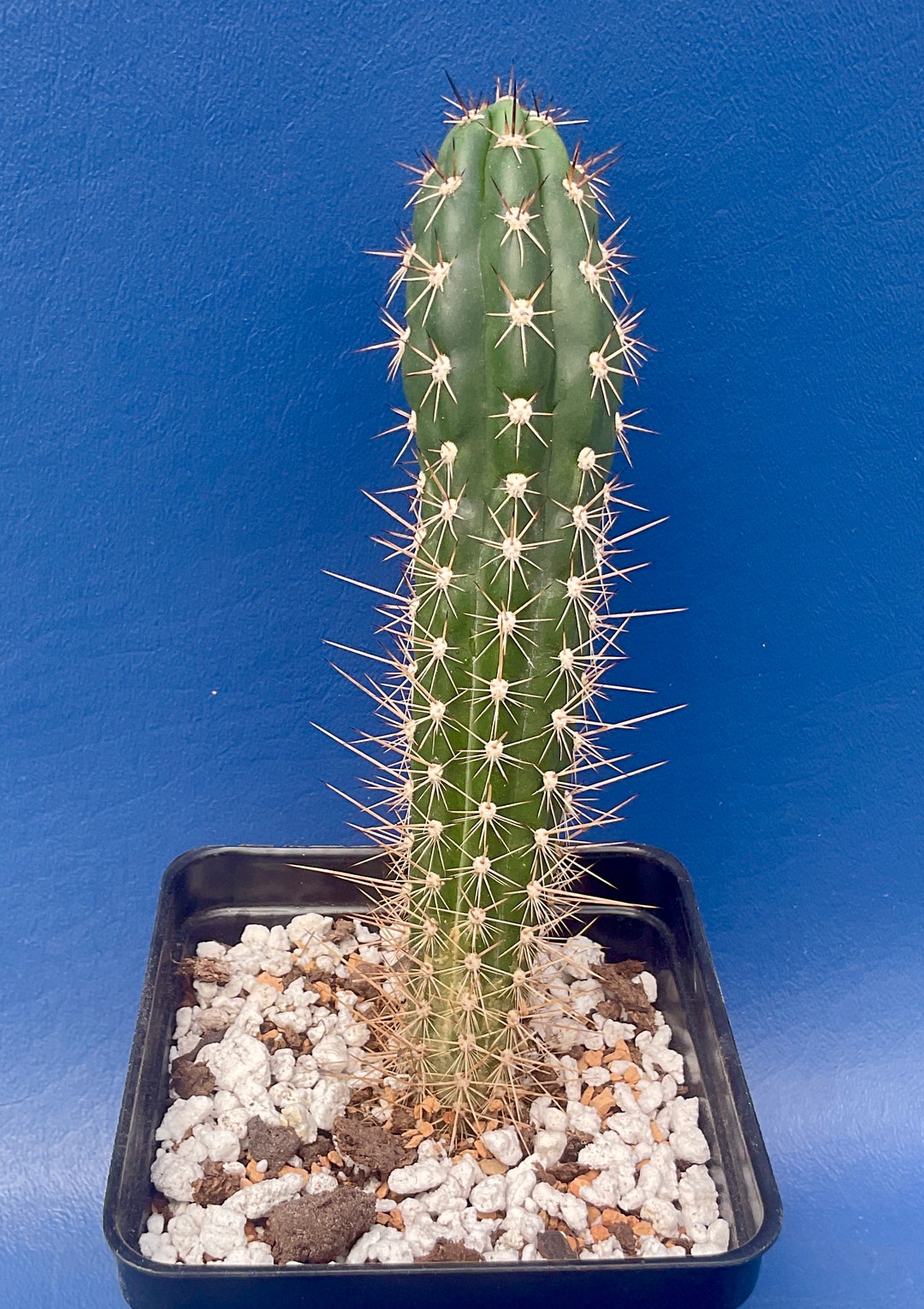 Harrisia Tetracantha Shown in a 4 Pot, G1150 - Etsy