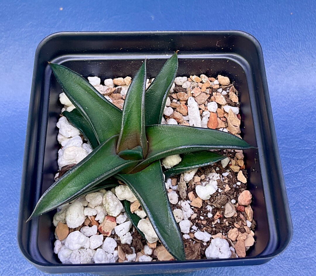 Gasterhaworthia hayashi Shown in a 2 Pot, G1248 - Etsy