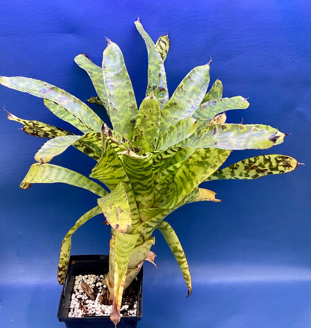 Aechmea Correia-araujoi Shown in a 4 Inch Pot, G1279 - Etsy