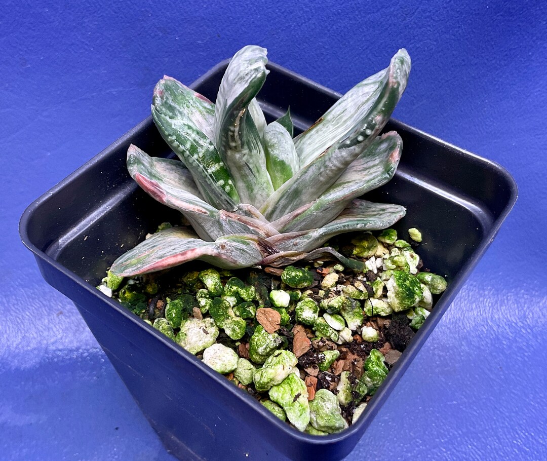 Gasteria silver Fuji Shown in a 2 Pot, G1566 - Etsy