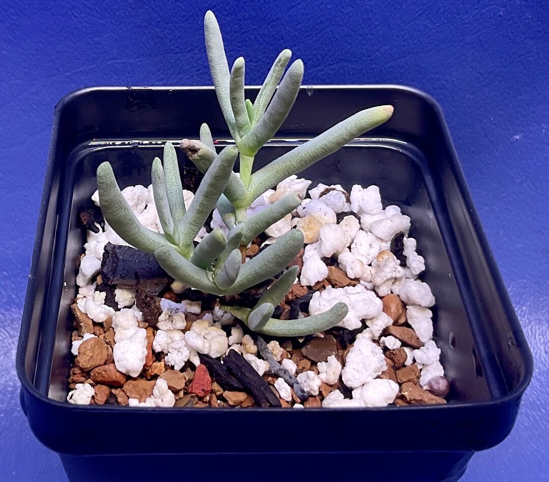 Leipoldtia Weigangiana Shown in a 2 Pot Mesemb G1477 - Etsy
