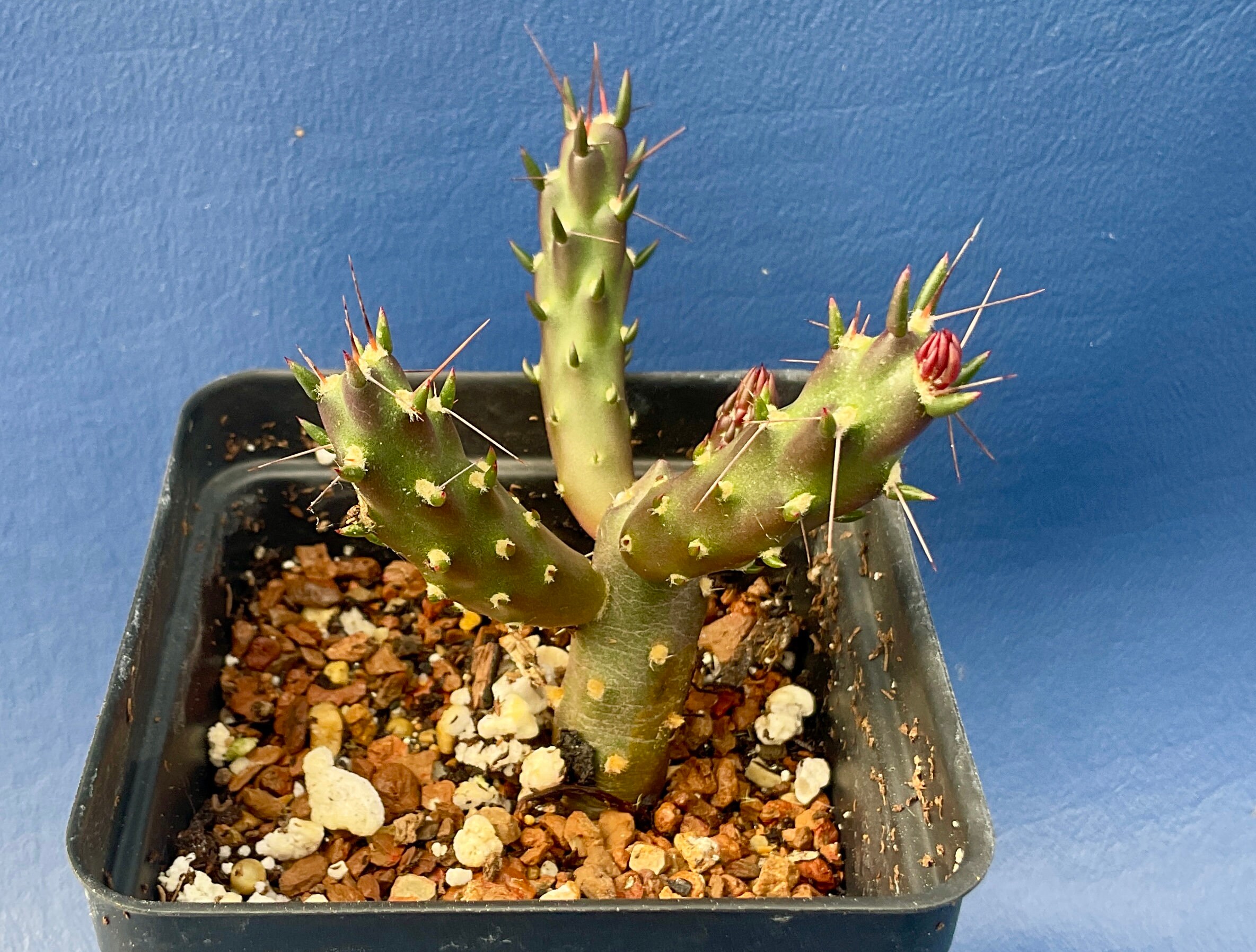 Tephrocactus Nigrispinus Shown in a 2 Pot, Red Flowers, Stems May ...
