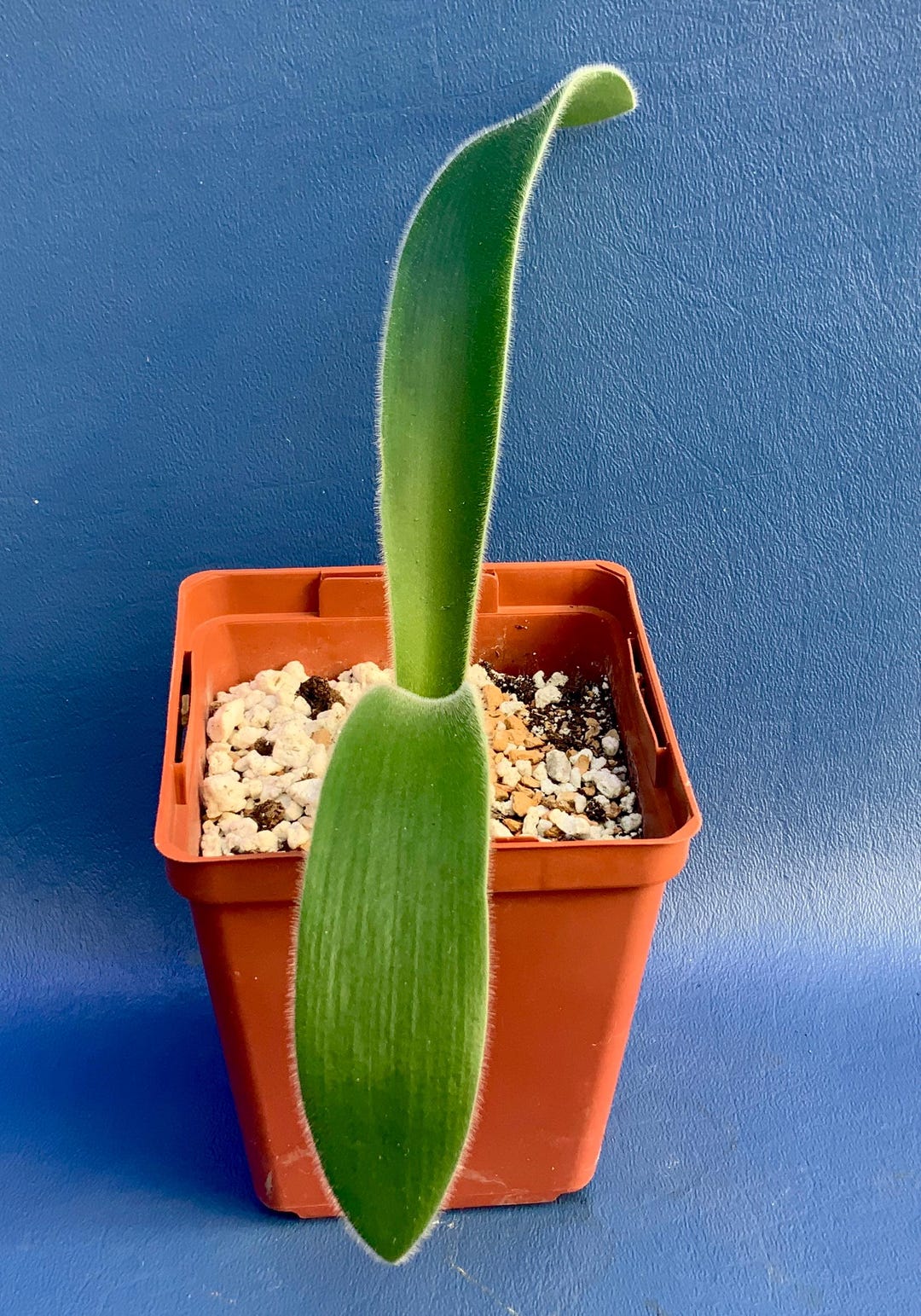 Haemanthus Pauculifolius Shown in a 4 Pot, G1278 - Etsy