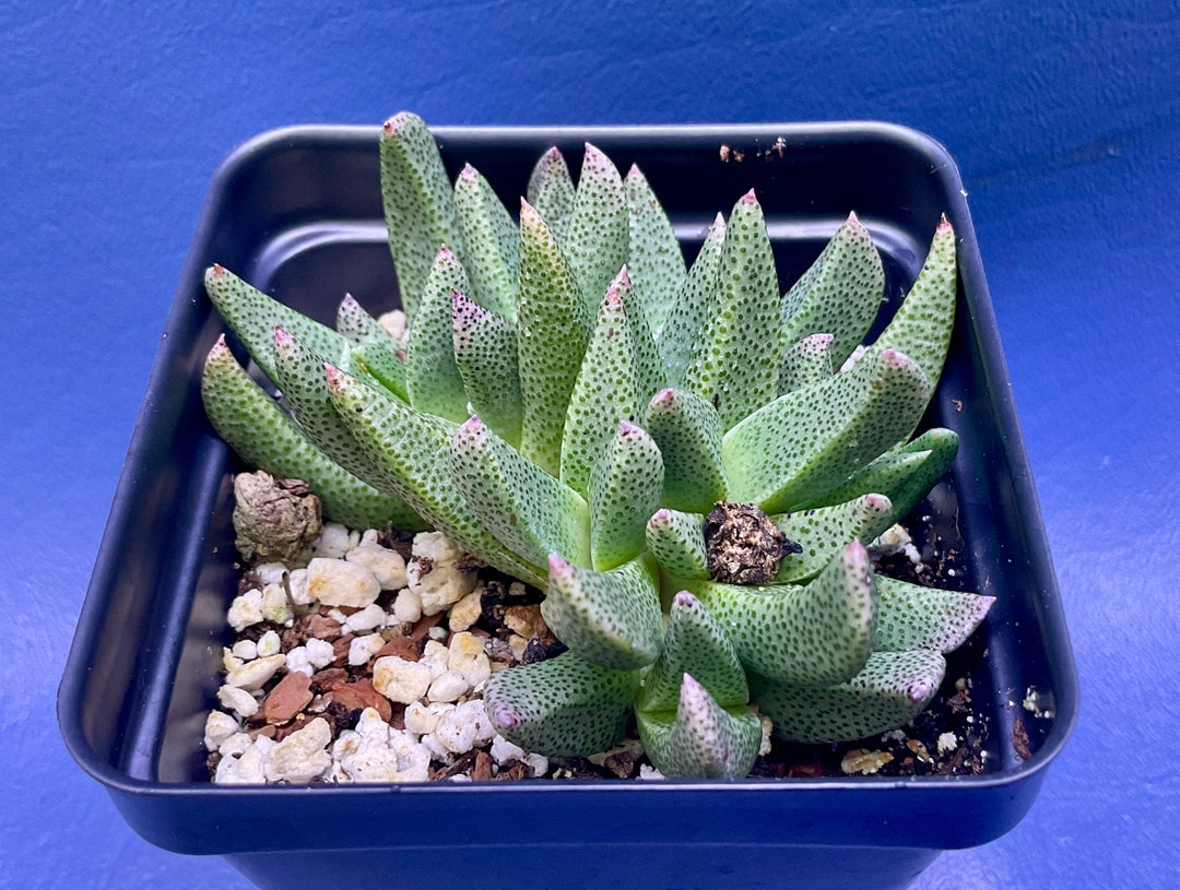 Rabiea Lesliei Shown in a 2 Pot, Mesemb, G1747 - Etsy