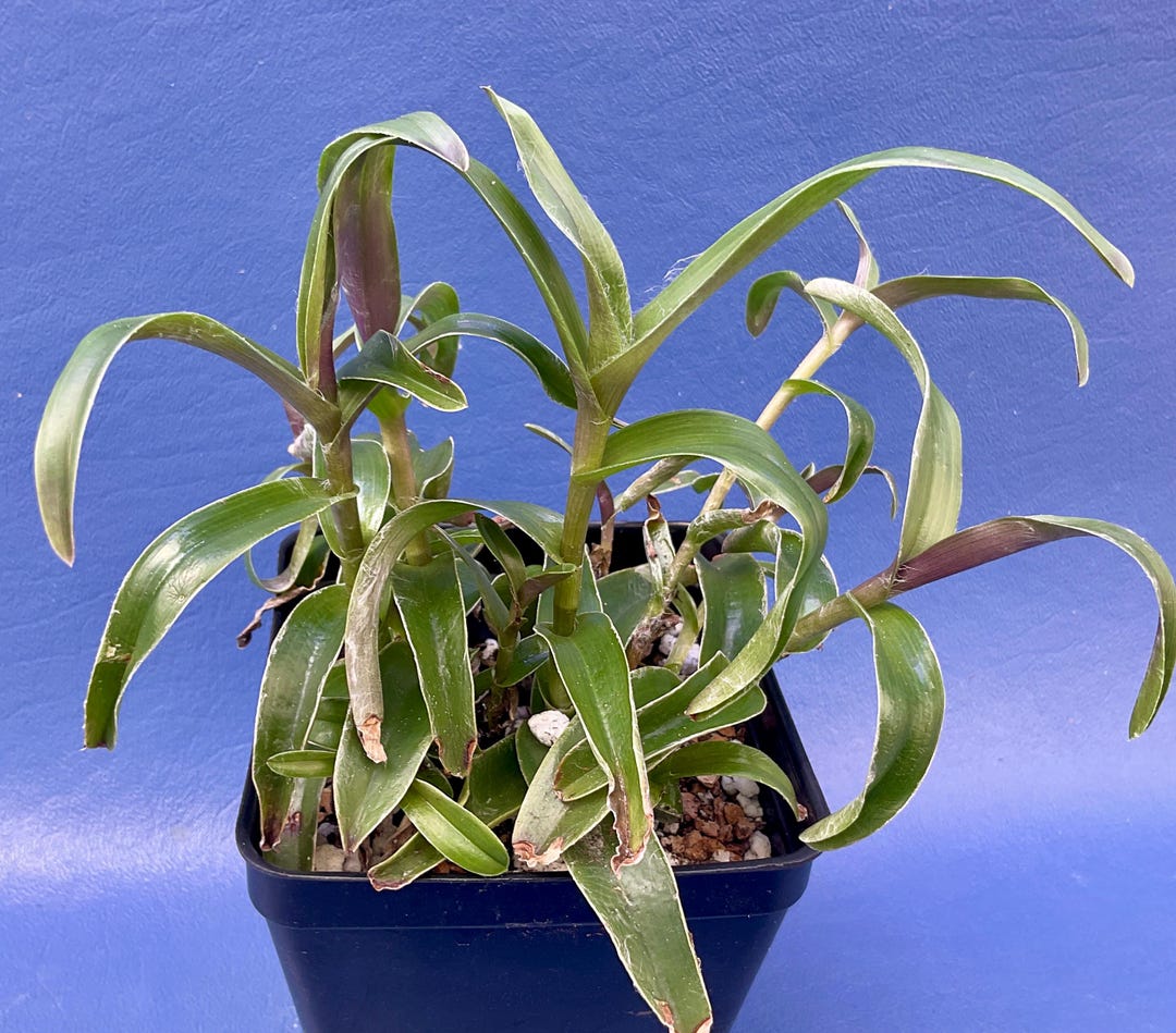 Cyanotis Arachnoidea Var Obtusa Shown in a 4 Pot, G1569 - Etsy