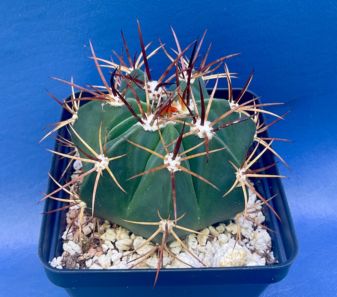 Melocactus Peruvianus Shown in a 4 Pot, G1885 - Etsy