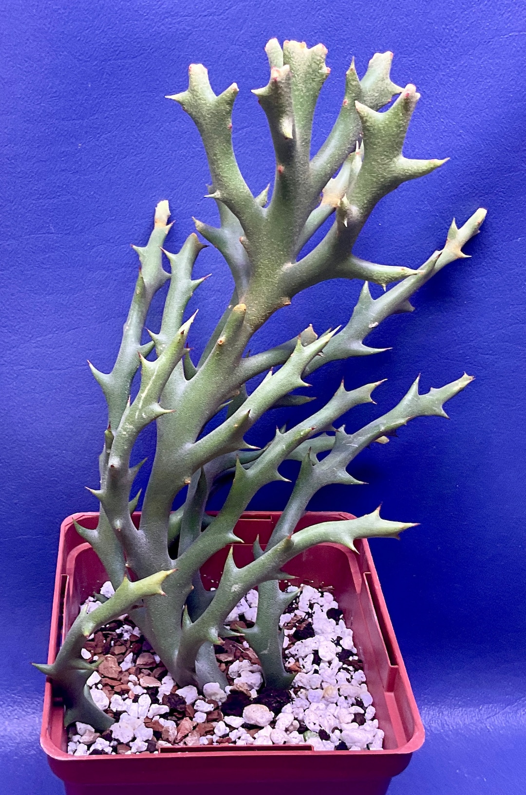 Euphorbia Stenoclada Shown In A 4 Pot 3139 Etsy