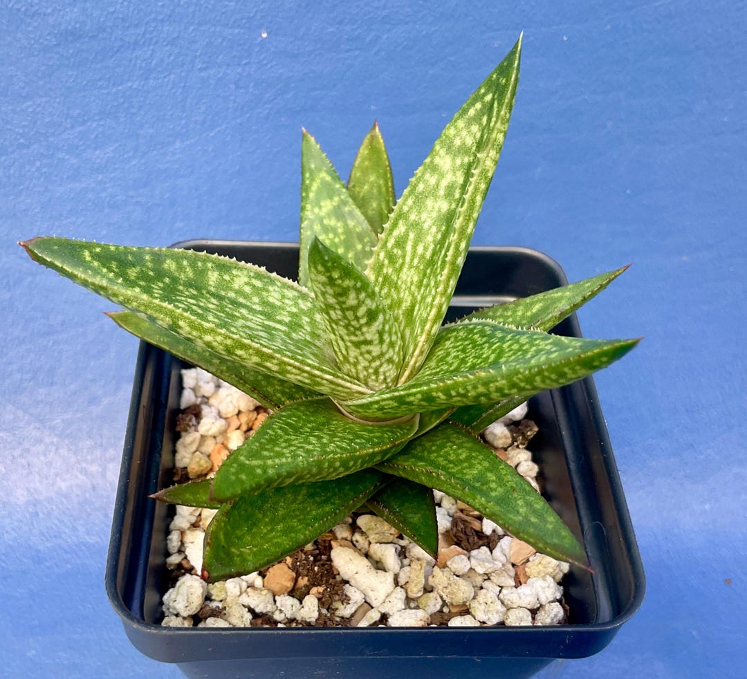 Gasteraloe green Gold Shown in a 2 Inch Pot, G1269 - Etsy