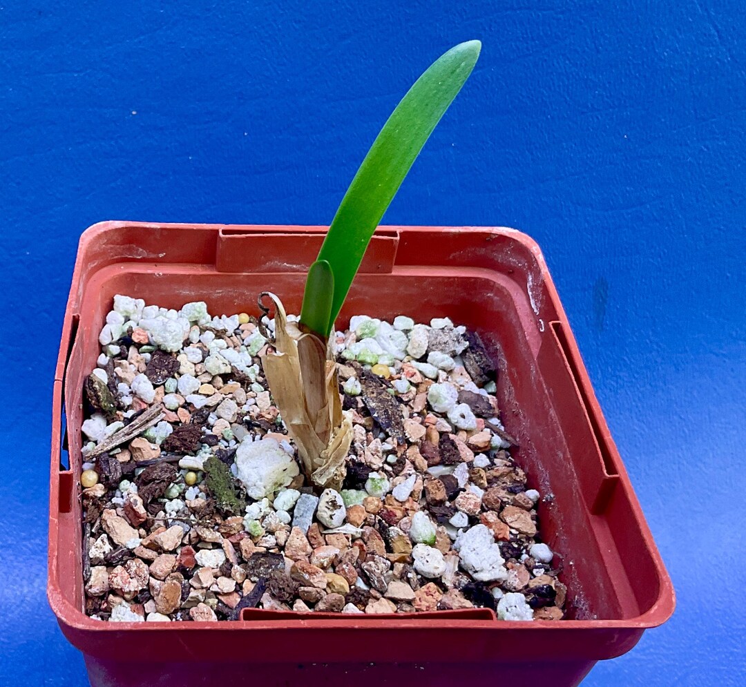 Nerine Humilis Shown in a 4 Pot, 3019 - Etsy