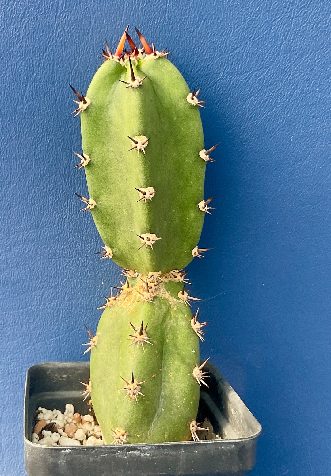 Harrisia Jusbertii Shown in a 2 Pot, G1689 - Etsy