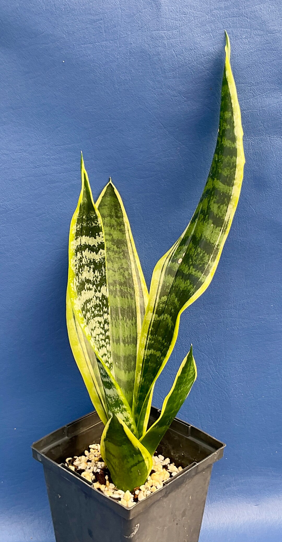 Sansevieria Trifasciata Laurentii Shown in a 4 Pot, G1859 - Etsy