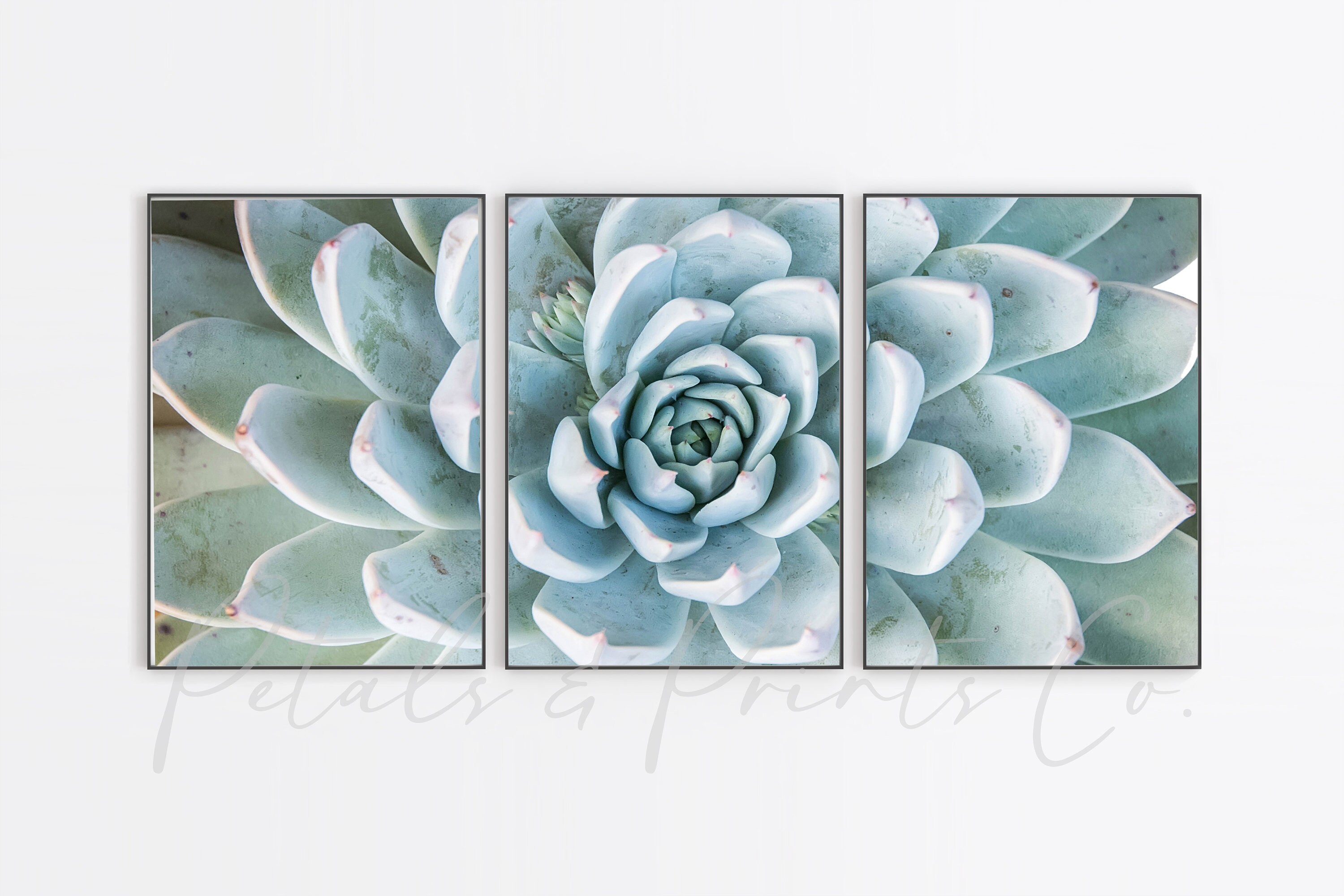 3 Piece Succulent Wall Art Decor Poster Print - Etsy