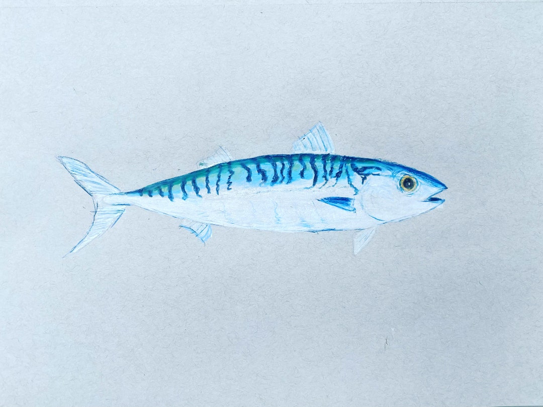 Original Mackerel Drawing - 9x12 - Etsy