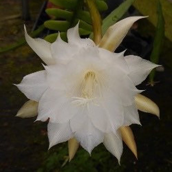 Rick Rack Flower - Etsy