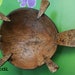 Coconut Shell Tortoise/coconut Shell Craft/carved Turtle Ashtray ...