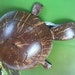 Coconut Shell Tortoise/coconut Shell Craft/carved Turtle Ashtray ...