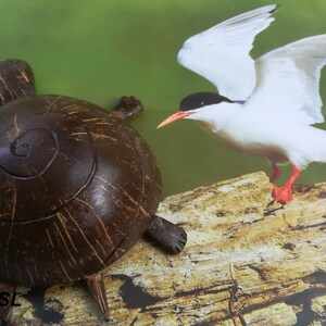 Coconut Shell Tortoise/coconut Shell Craft/carved Turtle Ashtray ...