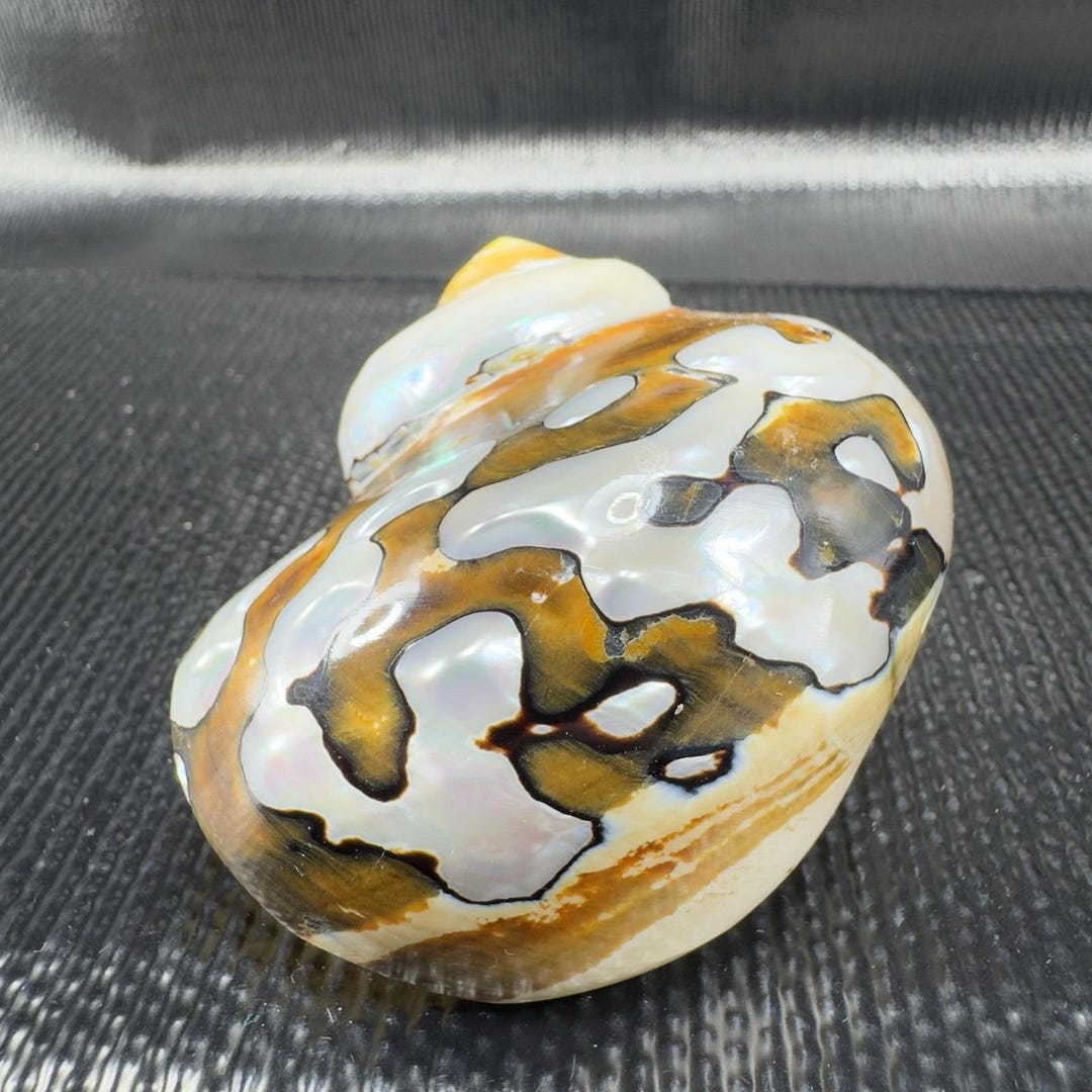 Natural Abalone Shell Iridescent African Turban Seashell Turbo ...