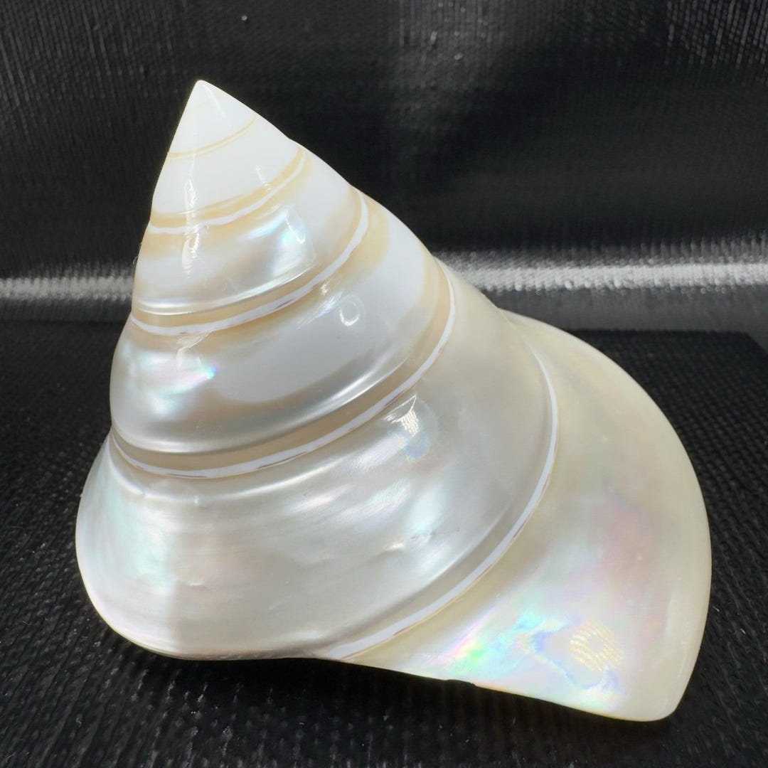 Natural Abalone Shell Iridescent Smooth Niloticus Trochus Pearl Sea ...