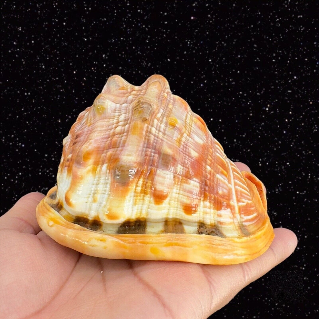 Cameo Bull Mouth Helmet Shell Beach Seashell Carving Cassis Rufa Figure ...